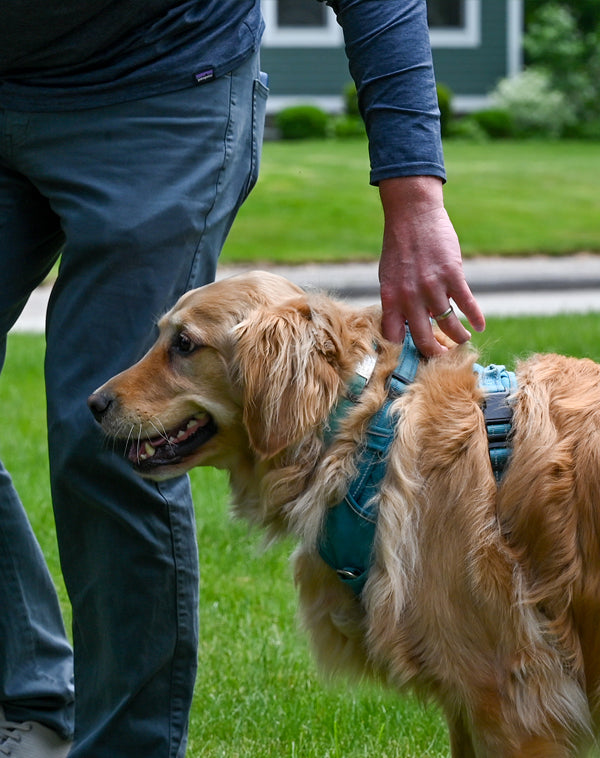 Mattie's Treats: Special Treats for Special Dogs