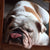 Mattie's Treats: Special Treats for Special Dogs